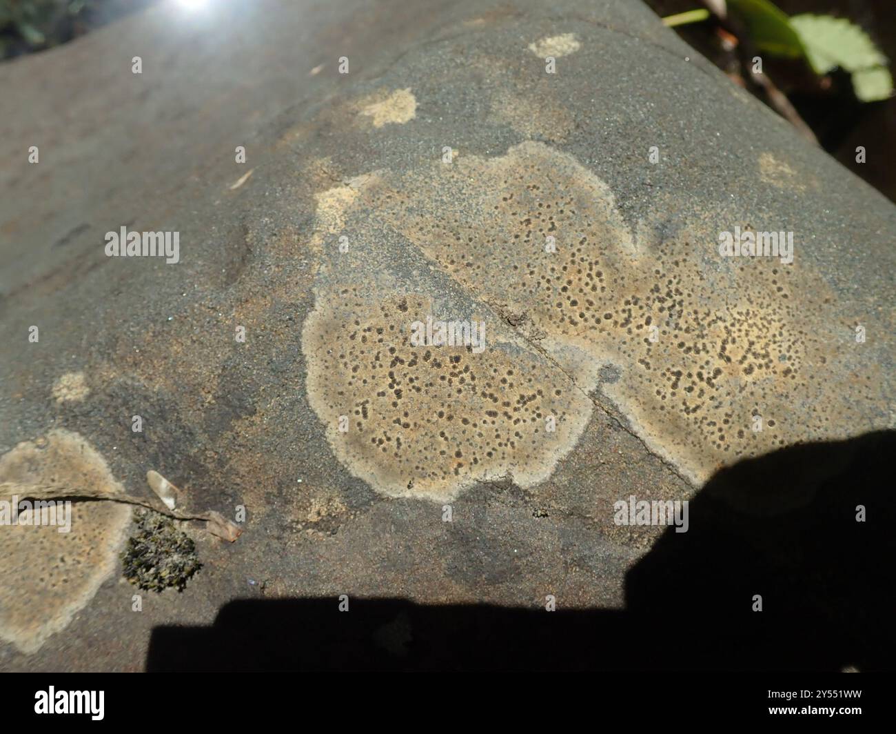 concentric boulder lichen (Porpidia crustulata) Fungi Stock Photo - Alamy