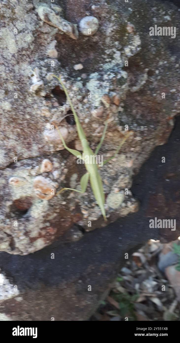Children’s Stick Insect (Tropidoderus childrenii) Insecta Stock Photo ...