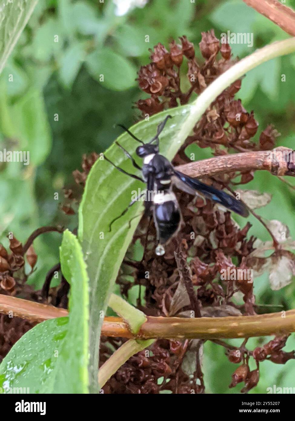 Four-toothed Mason Wasp (Monobia quadridens) Insecta Stock Photo - Alamy