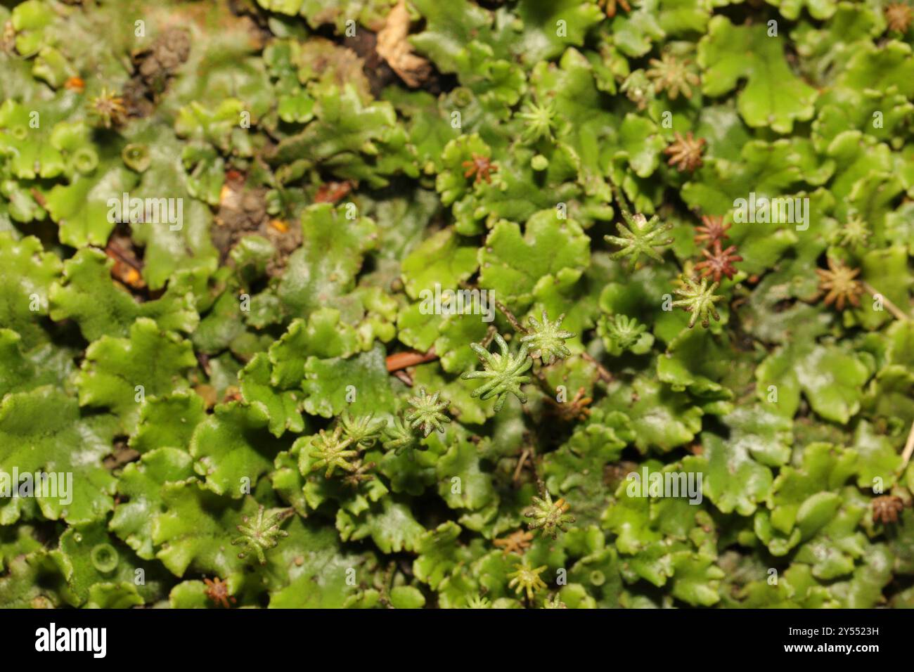 (Marchantia polymorpha ruderalis) Plantae Stock Photo - Alamy