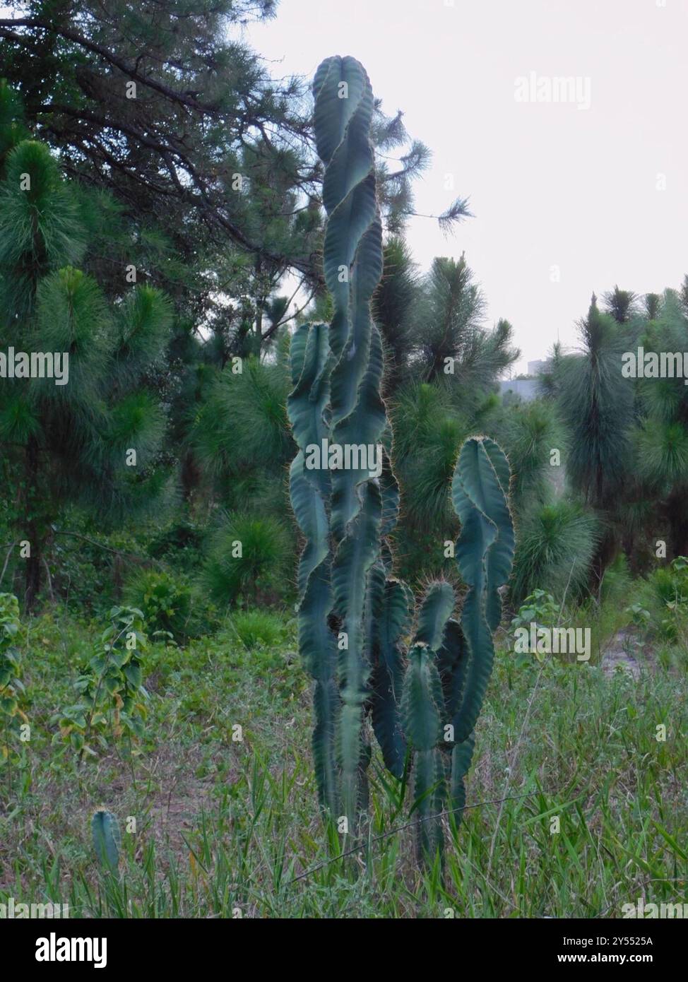 globular cacti, moonlight cacti, torch cacti, and allies (Cactoideae ...