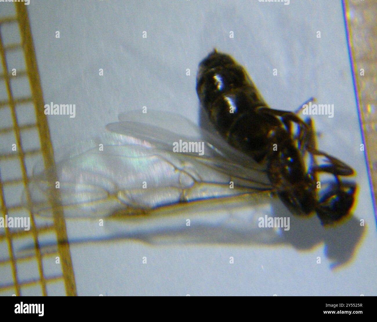 Citronella Ants, Fuzzy Ants, and Allies (Lasius) Insecta Stock Photo ...