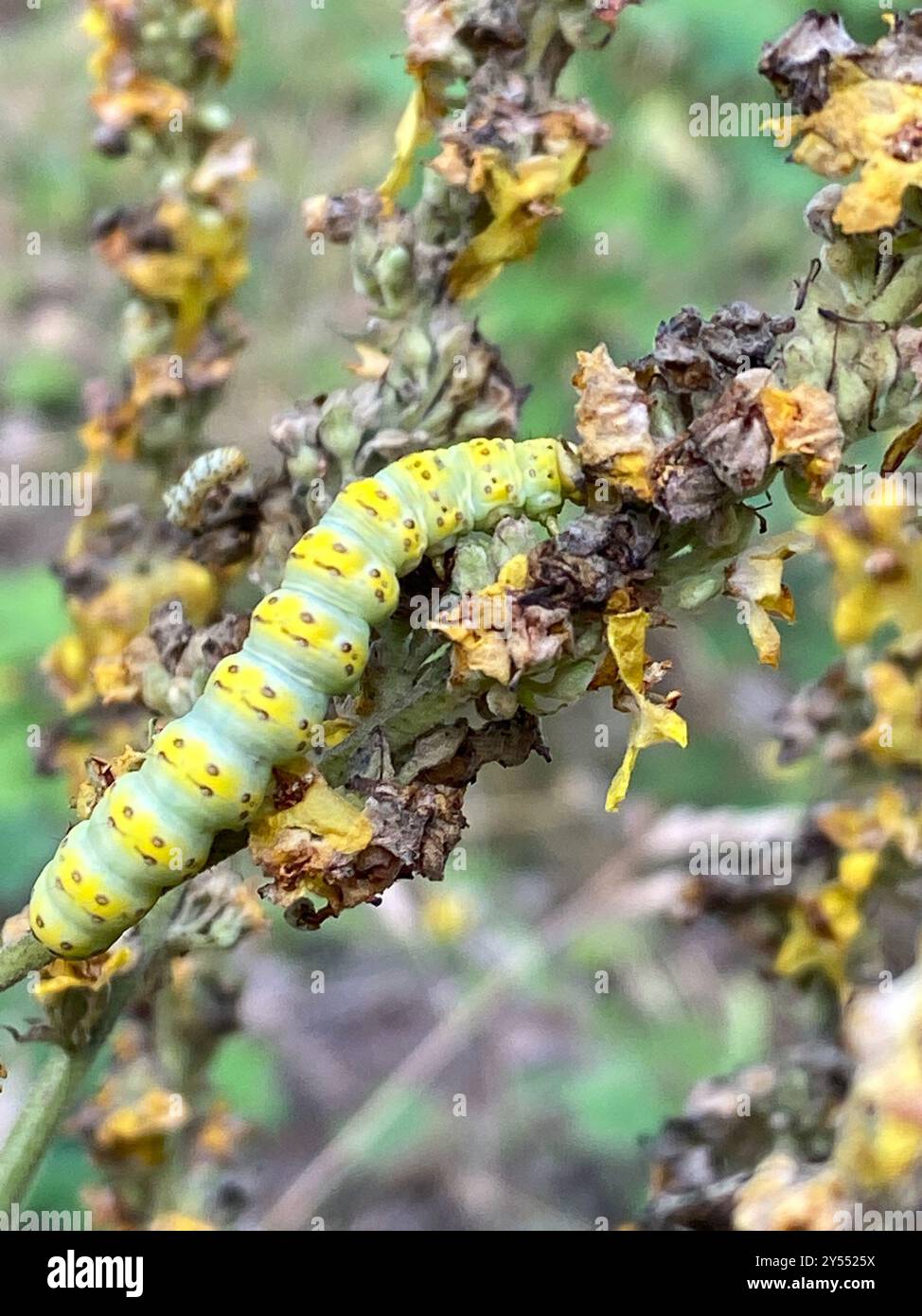 Mullein Moth (Cucullia verbasci) Insecta Stock Photo - Alamy