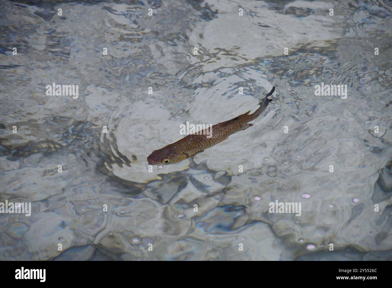 European chub (Squalius cephalus) Actinopterygii Stock Photo - Alamy