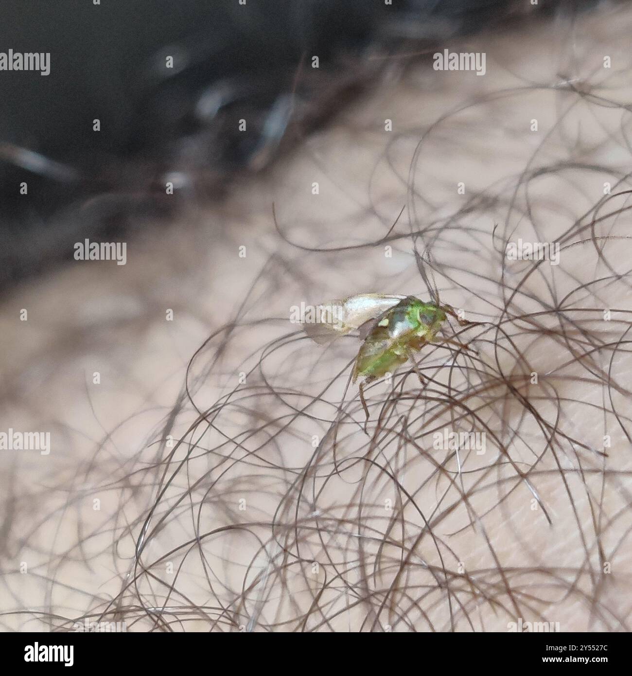 Lygus Bugs (Lygus) Insecta Stock Photo - Alamy