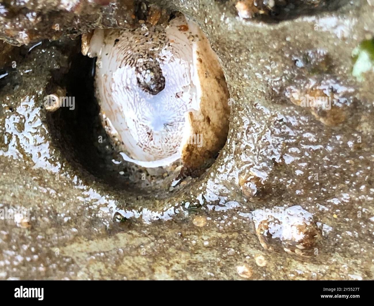 Piddocks and Angelwings (Pholadidae) Mollusca Stock Photo - Alamy