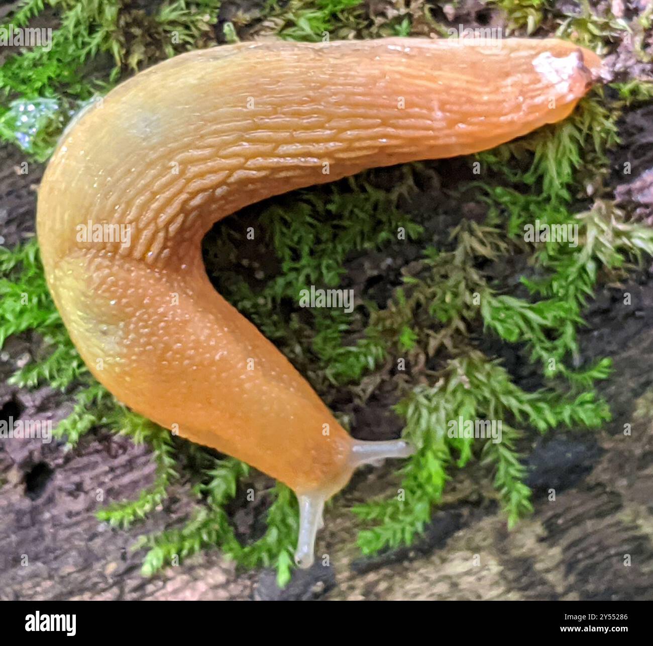 Western Dusky Slug (Arion subfuscus) Mollusca Stock Photo - Alamy