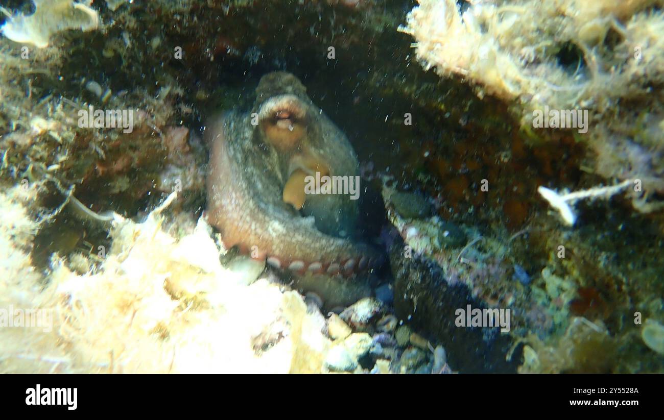 Common Octopus (Octopus vulgaris) Mollusca Stock Photo - Alamy