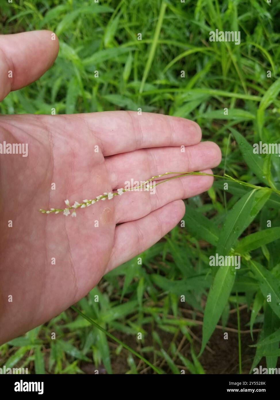 swamp smartweed (Persicaria hydropiperoides) Plantae Stock Photo - Alamy
