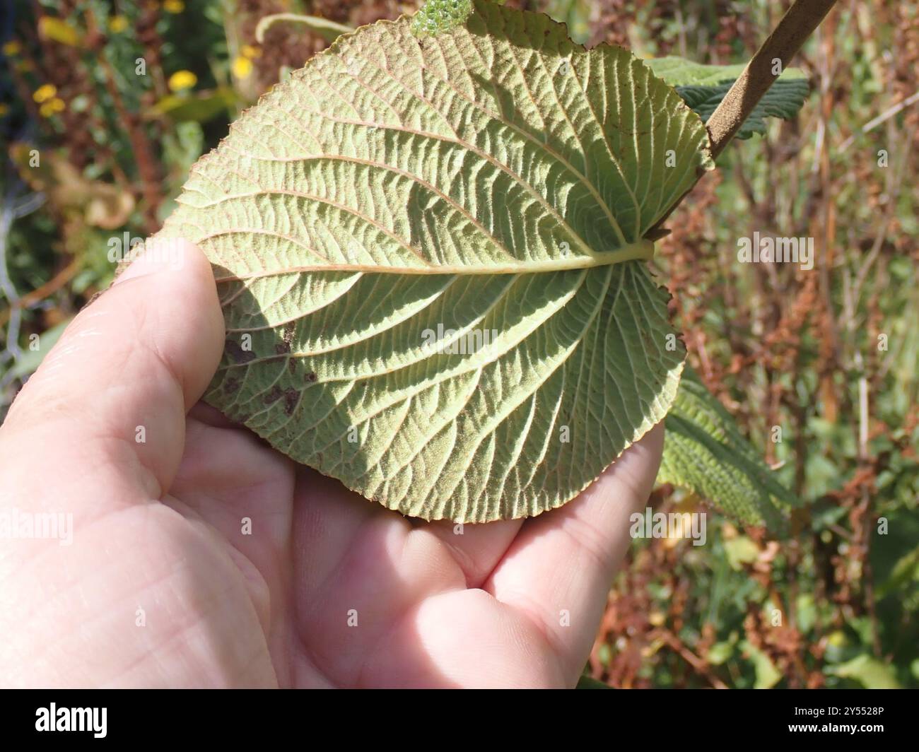 Wayfaring-tree (Viburnum lantana) Plantae Stock Photo - Alamy