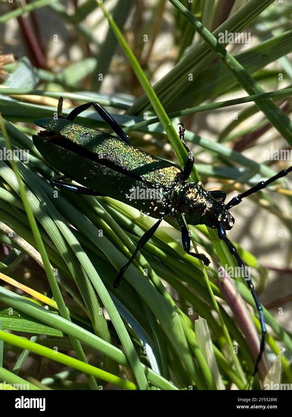 Musk beetle (Aromia moschata) Insecta Stock Photo - Alamy