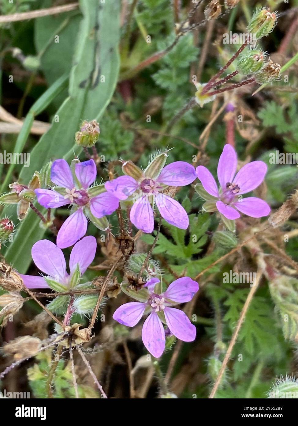 Redstem Stork's-bill (Erodium cicutarium) Plantae Stock Photo - Alamy
