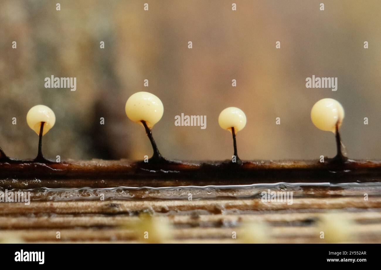 true slime molds (Myxomycetes) Protozoa Stock Photo - Alamy