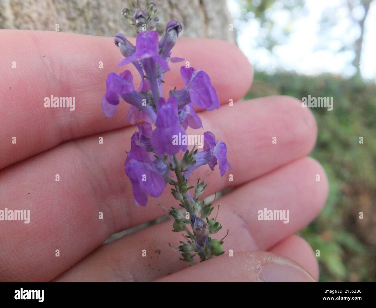 Purple Toadflax (Linaria purpurea) Plantae Stock Photo - Alamy