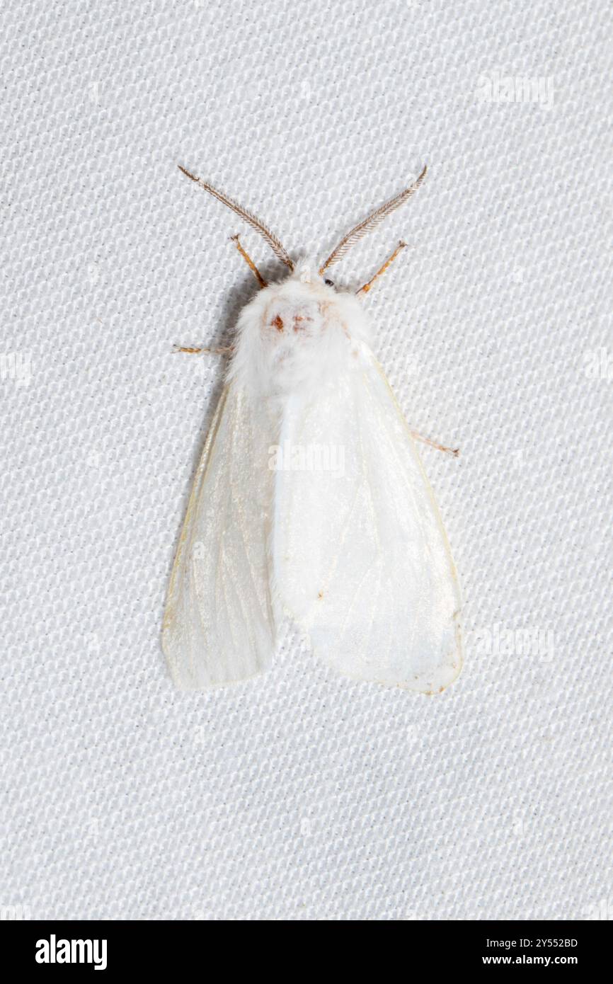 Fall Webworm Moth (Hyphantria cunea) Insecta Stock Photo - Alamy
