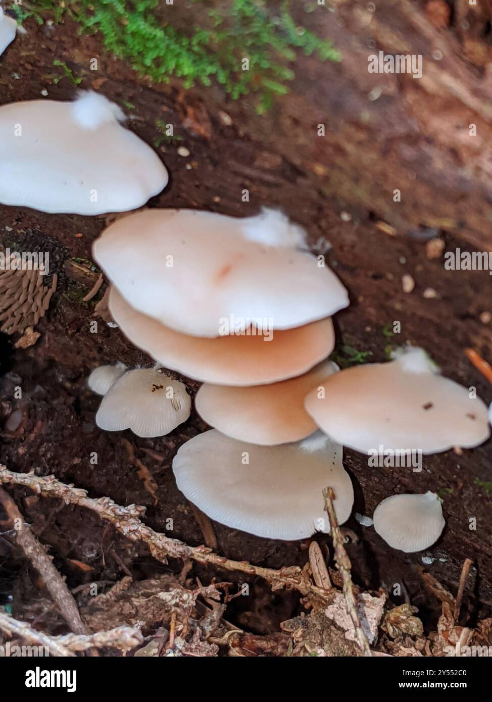Flat Crep (Crepidotus applanatus) Fungi Stock Photo - Alamy