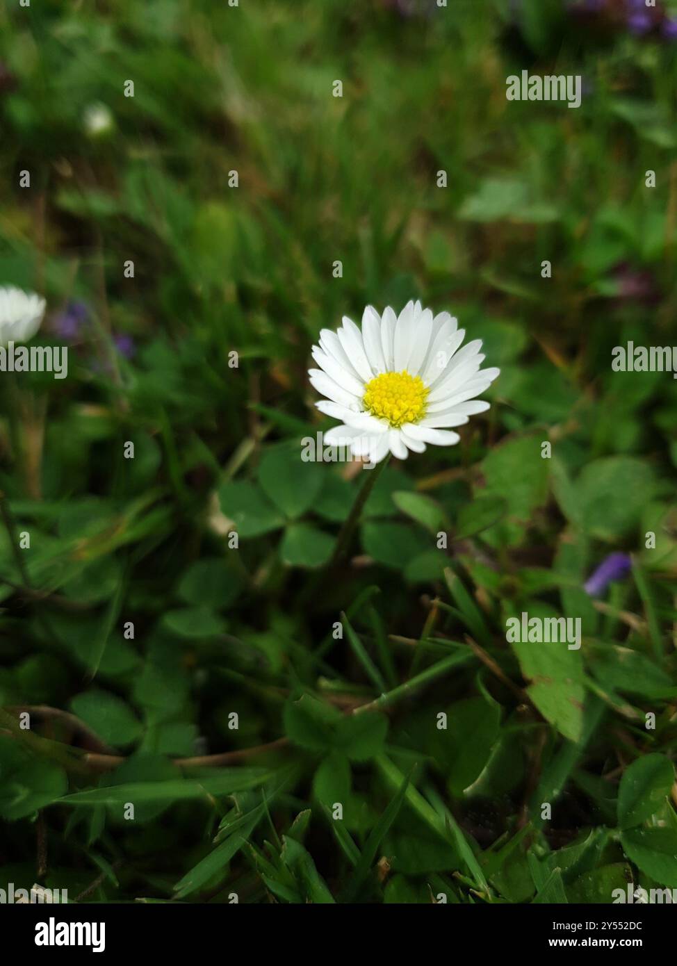 Lawn daisy (Bellis perennis) Plantae Stock Photo - Alamy