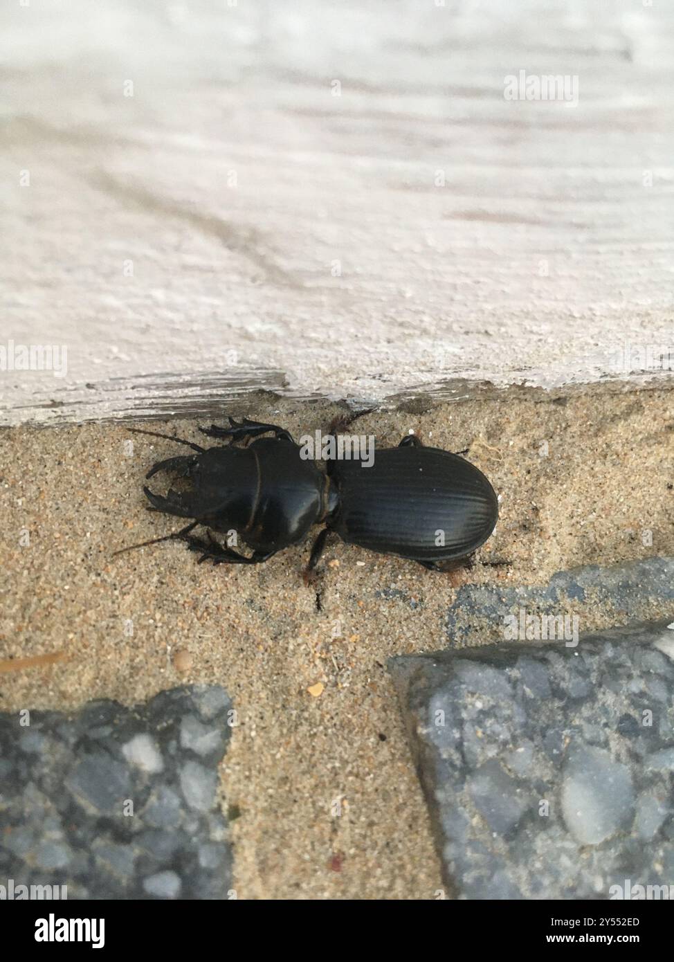 (Scarites cyclops) Insecta Stock Photo - Alamy