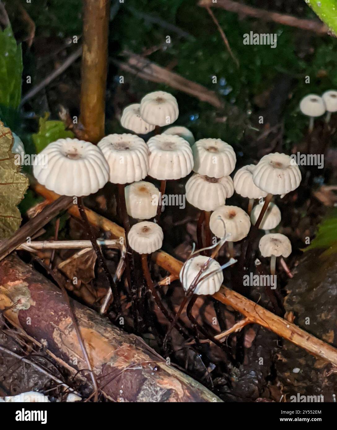collared parachute (Marasmius rotula) Fungi Stock Photo - Alamy