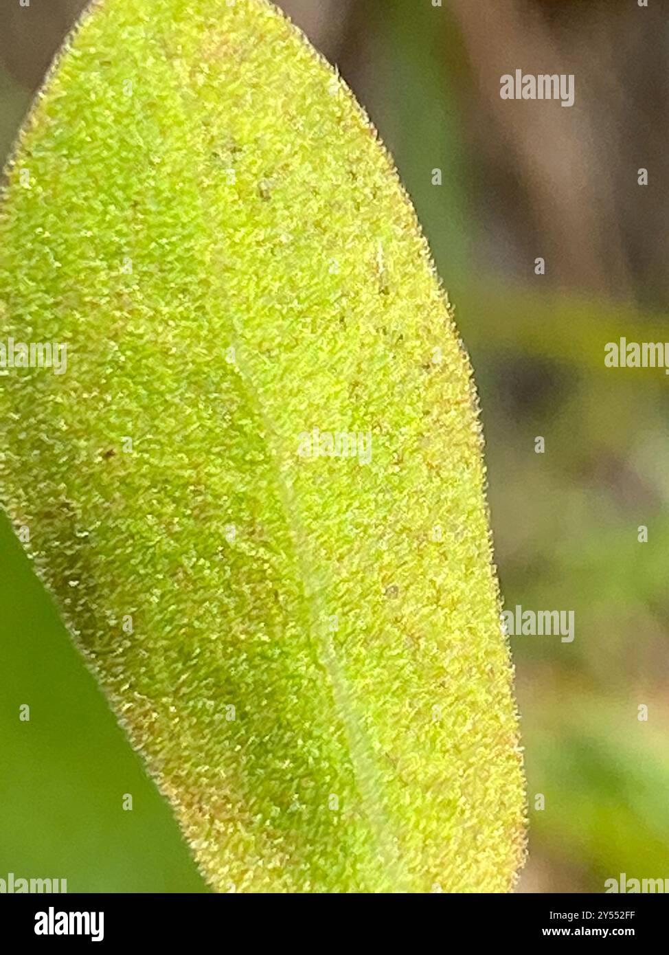 Dixie aster (Sericocarpus tortifolius) Plantae Stock Photo - Alamy