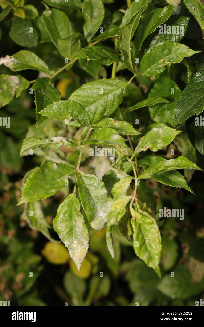 Rose Powdery Mildew (Podosphaera pannosa) Fungi Stock Photo - Alamy