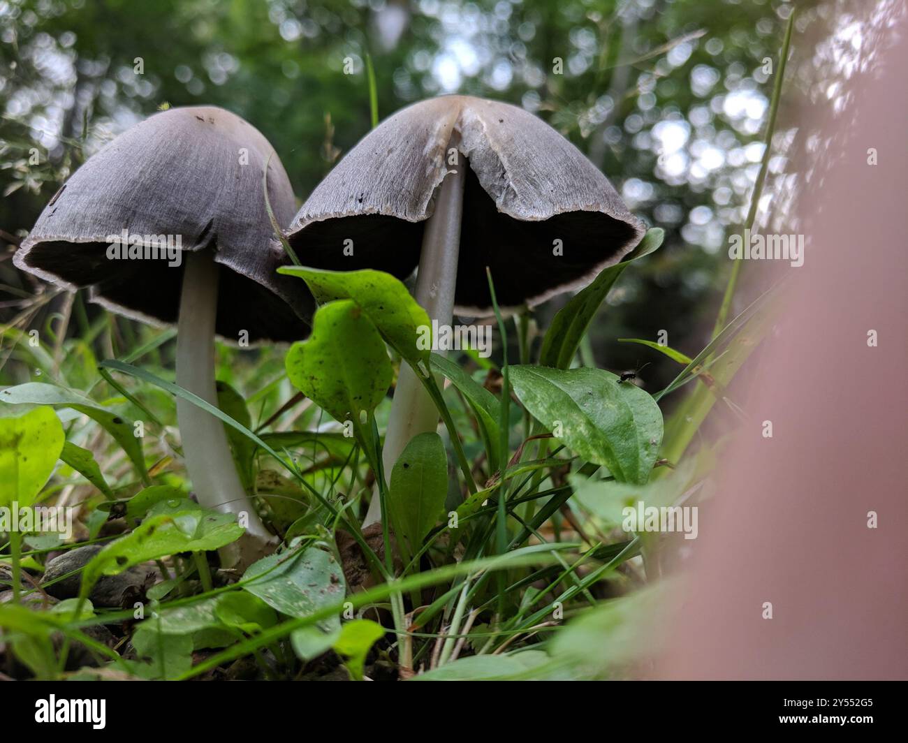 Common Ink Cap (Coprinopsis atramentaria) Fungi Stock Photo - Alamy
