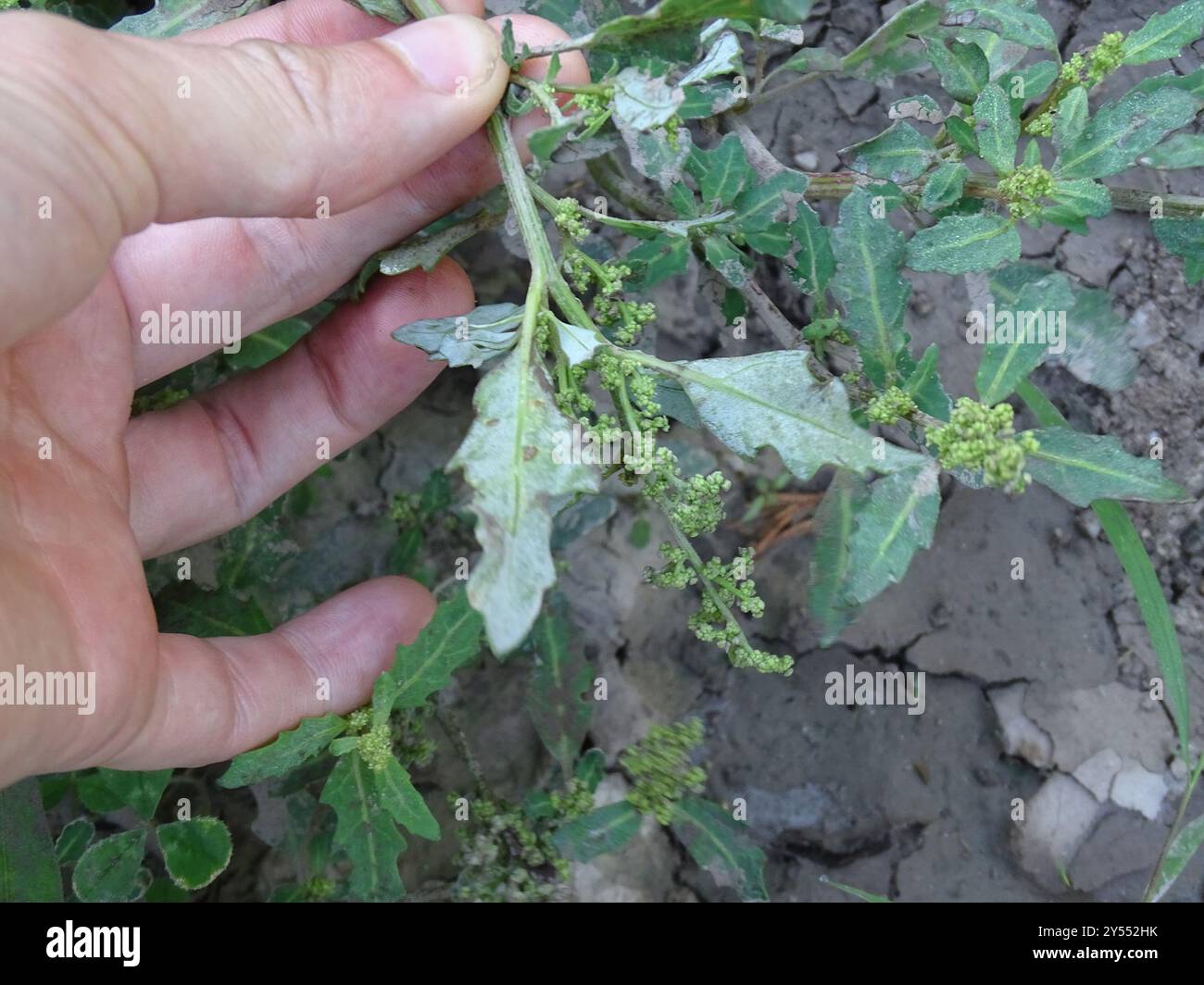 oak-leaved goosefoot (Oxybasis glauca) Plantae Stock Photo - Alamy