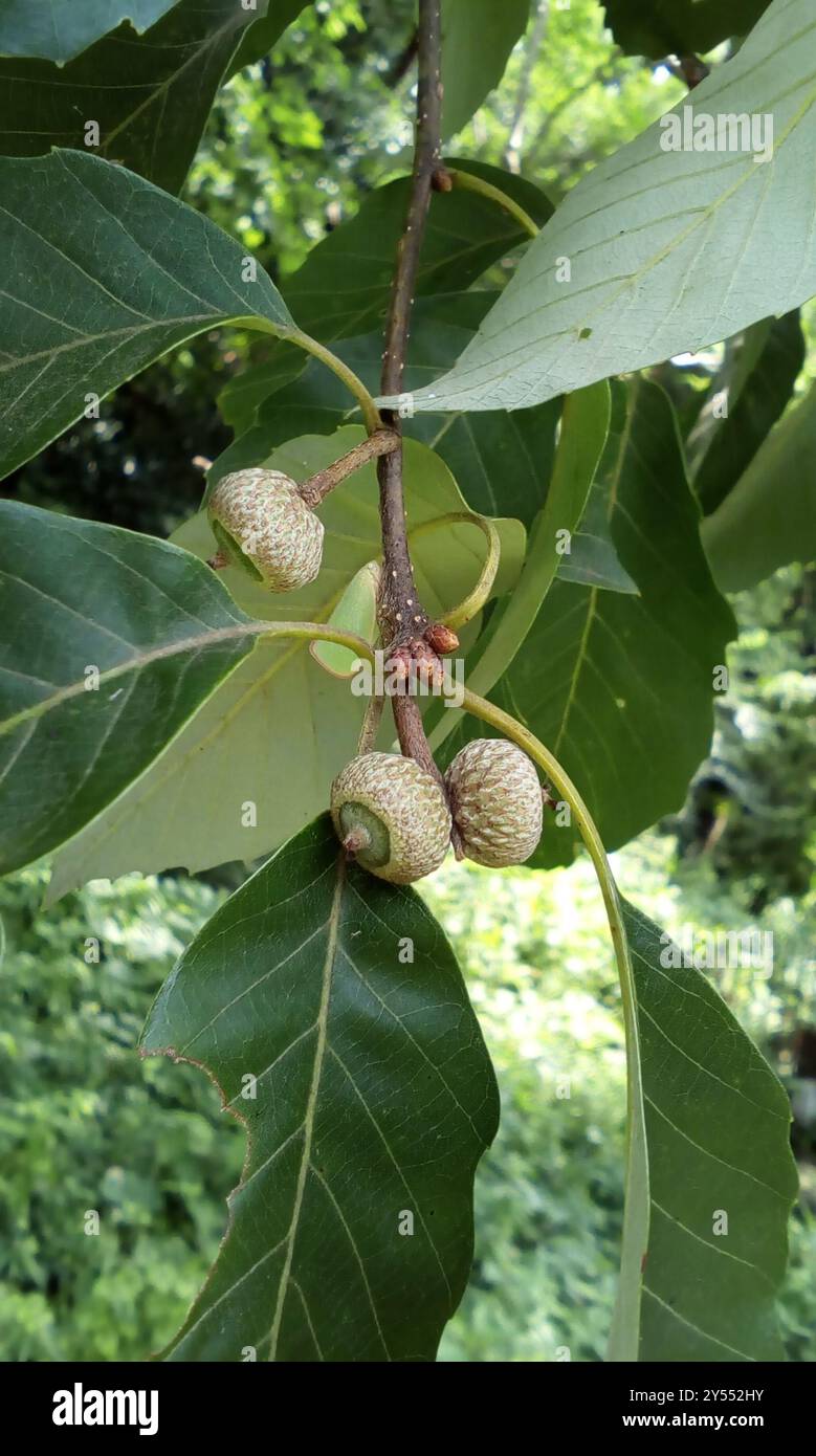 konara oak (Quercus serrata) Plantae Stock Photo - Alamy