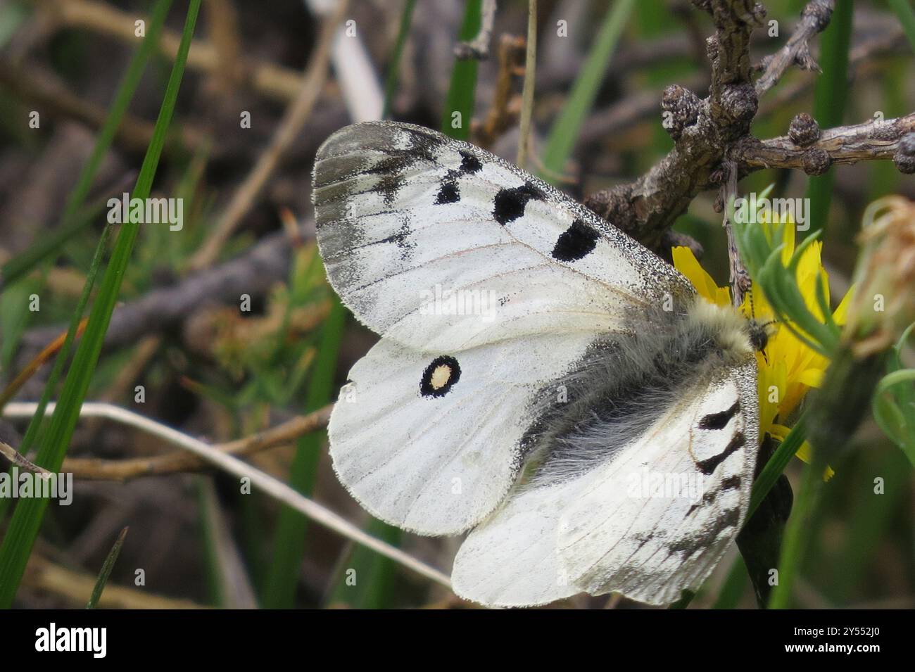 Phoebus Apollo (Parnassius phoebus) Insecta Stock Photo - Alamy