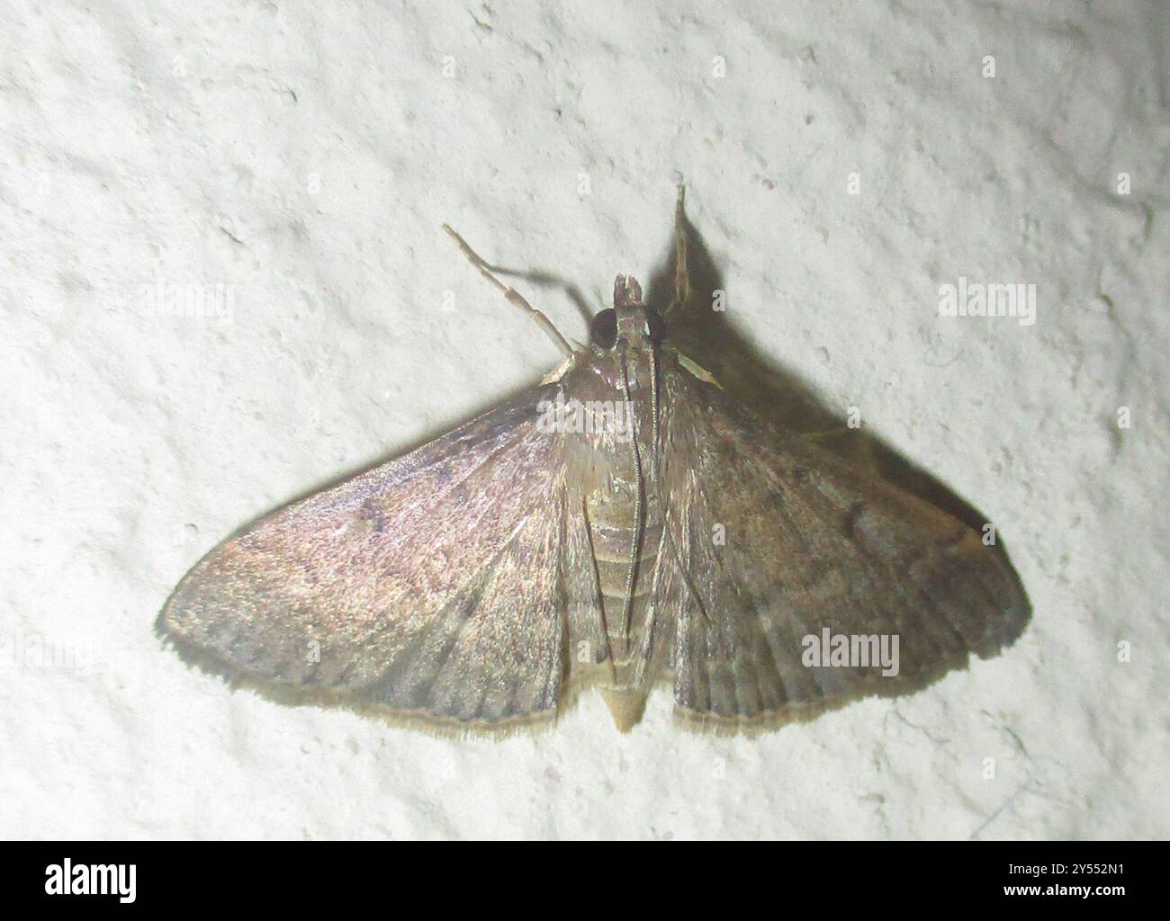 Dusky Herpetogramma Moth (Herpetogramma phaeopteralis) Insecta Stock ...