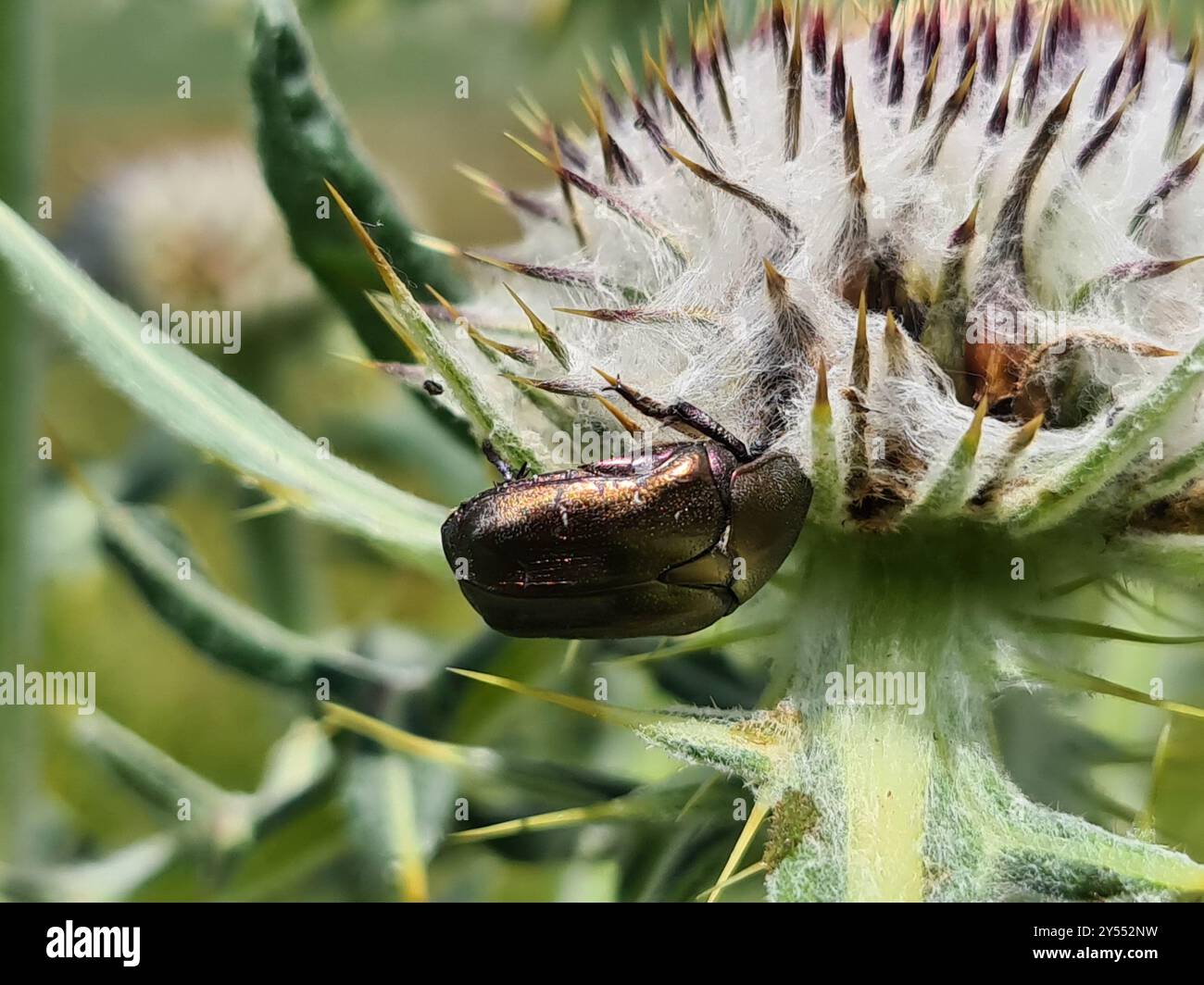 Copper Chafer (Protaetia cuprea) Insecta Stock Photo - Alamy