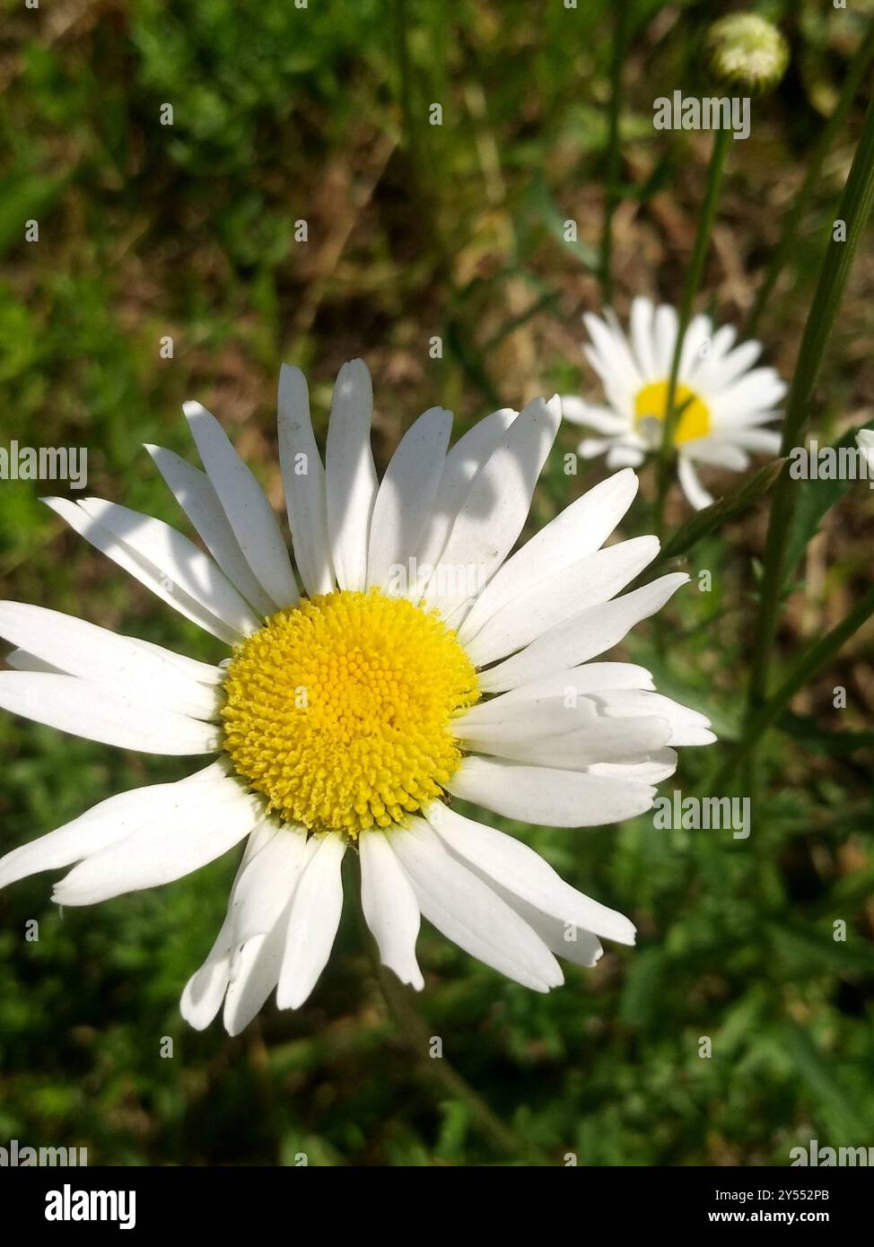 oxeye daisy (Leucanthemum vulgare) Plantae Stock Photo - Alamy
