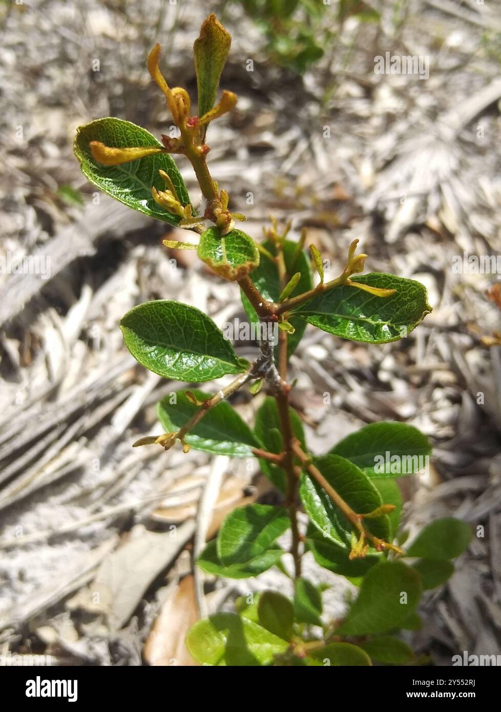 coastal plain staggerbush (Lyonia fruticosa) Plantae Stock Photo - Alamy