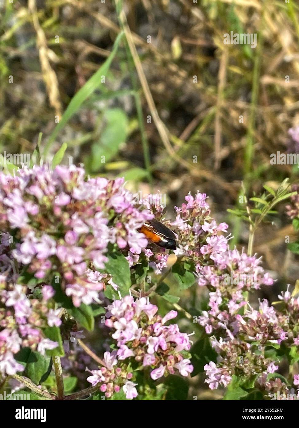 Golden Digger Wasp (Sphex funerarius) Insecta Stock Photo - Alamy