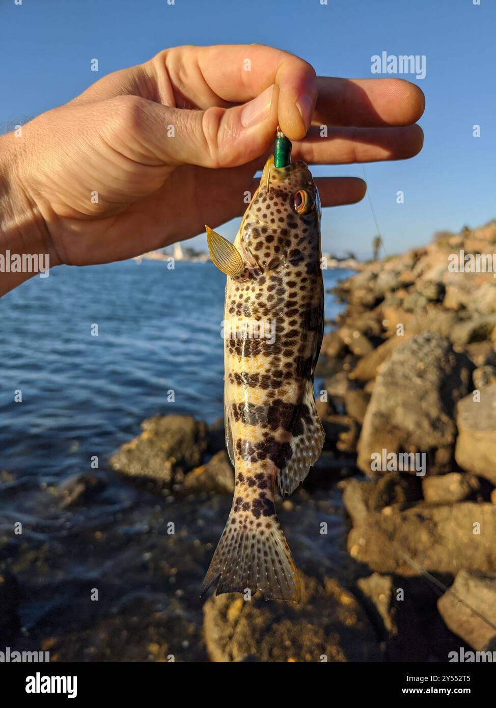 Spotted Sand Bass (Paralabrax maculatofasciatus) Actinopterygii Stock ...