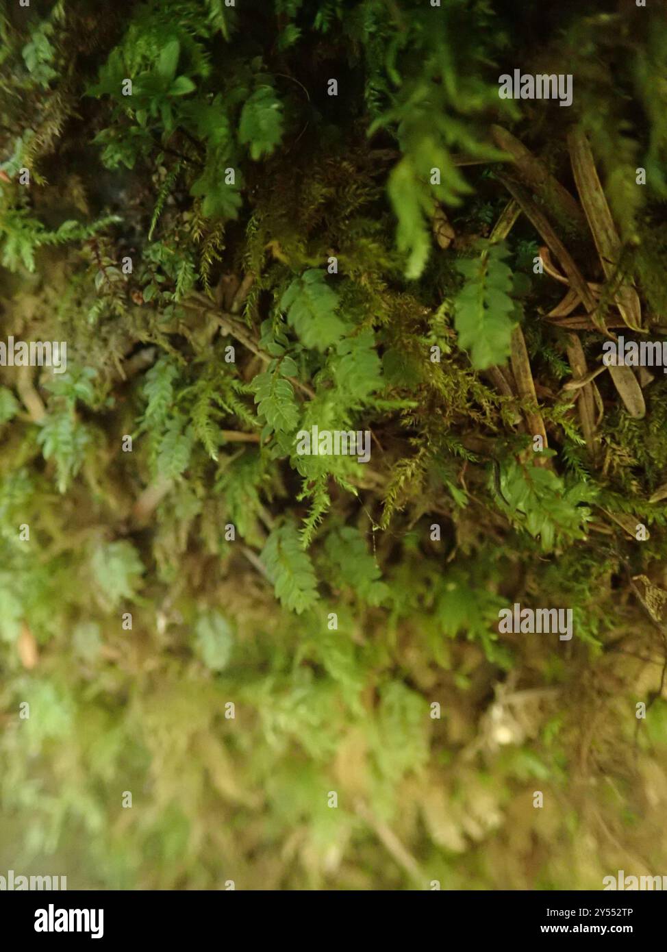 Red-mouthed Leafy Moss (Mnium spinulosum) Plantae Stock Photo - Alamy