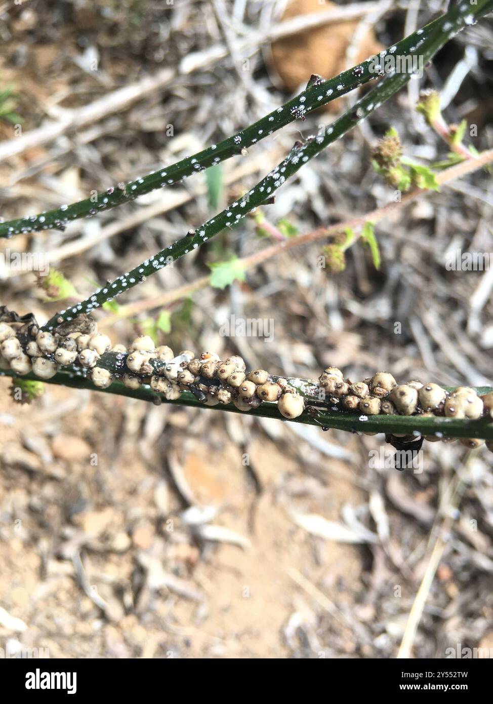 Wax Scales (Ceroplastes) Insecta Stock Photo - Alamy