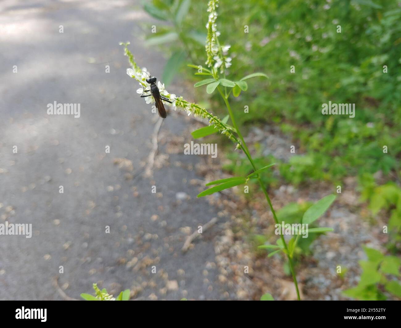Common Thread-waisted Wasp (Ammophila procera) Insecta Stock Photo - Alamy