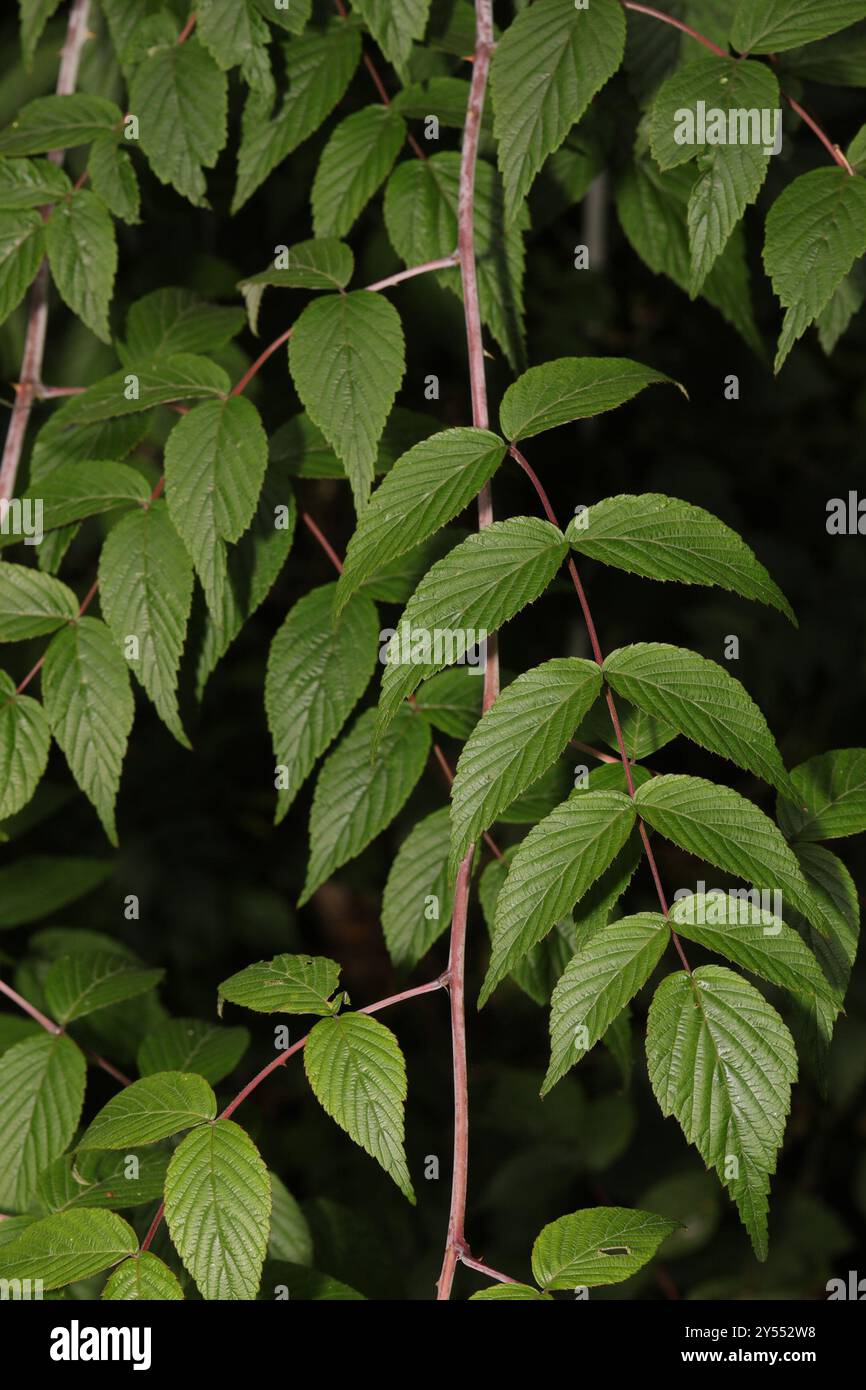 Rubus cockburnianus hi-res stock photography and images - Alamy