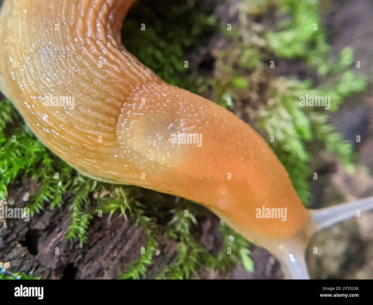Western Dusky Slug (Arion subfuscus) Mollusca Stock Photo - Alamy