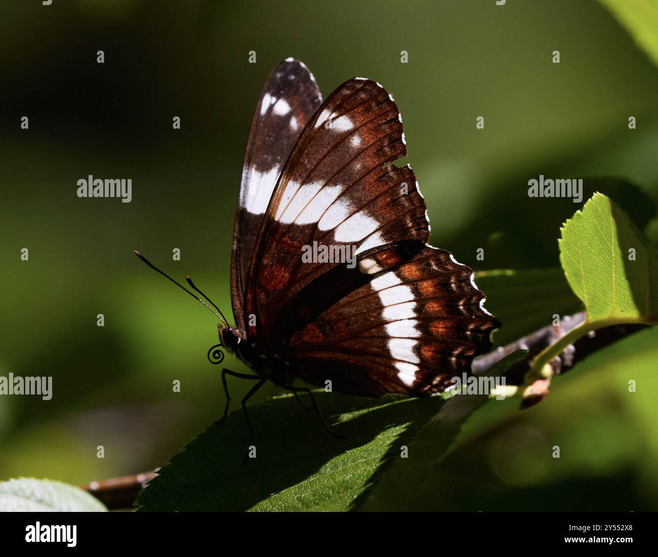 American White Admiral (Limenitis arthemis arthemis) Insecta Stock ...