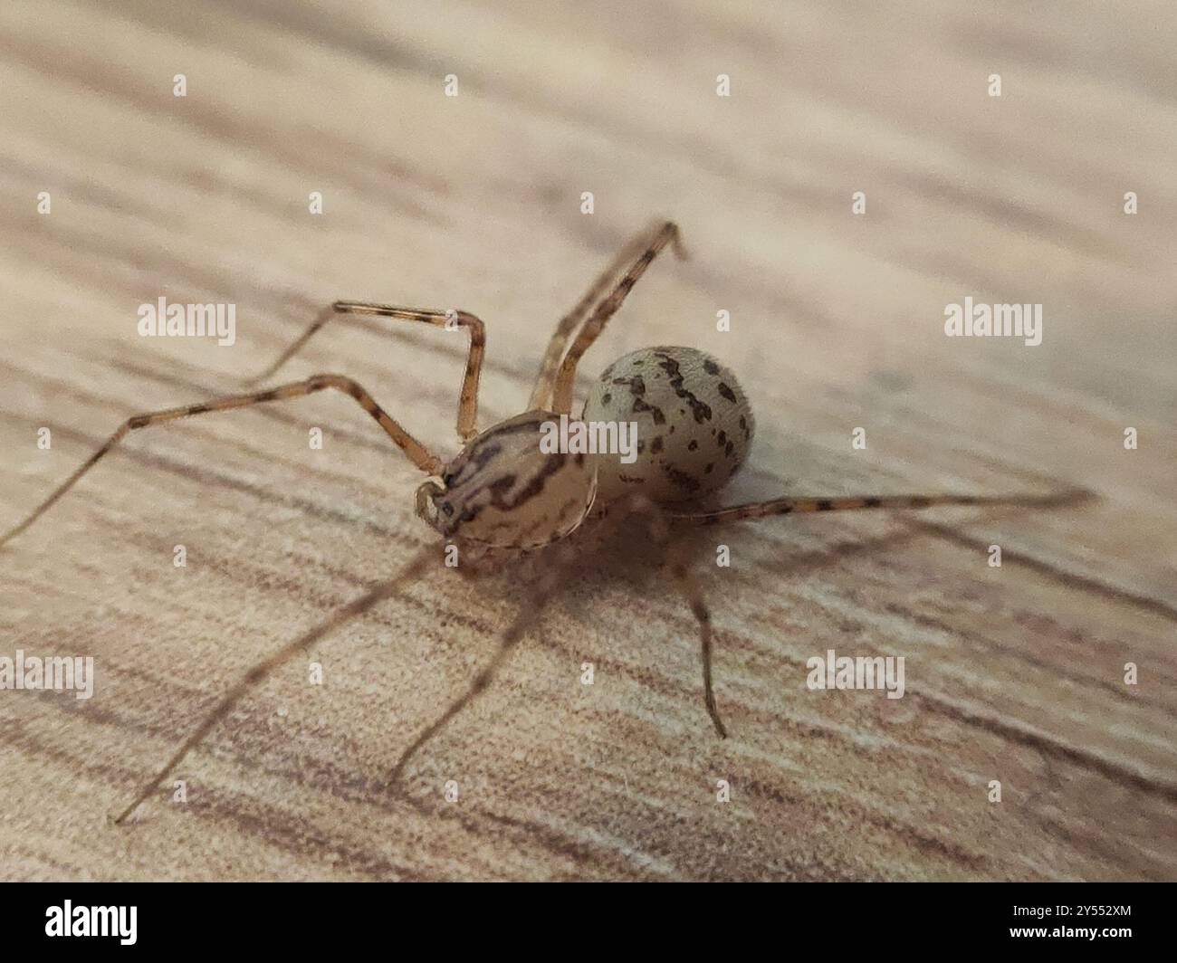 Common Spitting Spider (Scytodes thoracica) Arachnida Stock Photo - Alamy