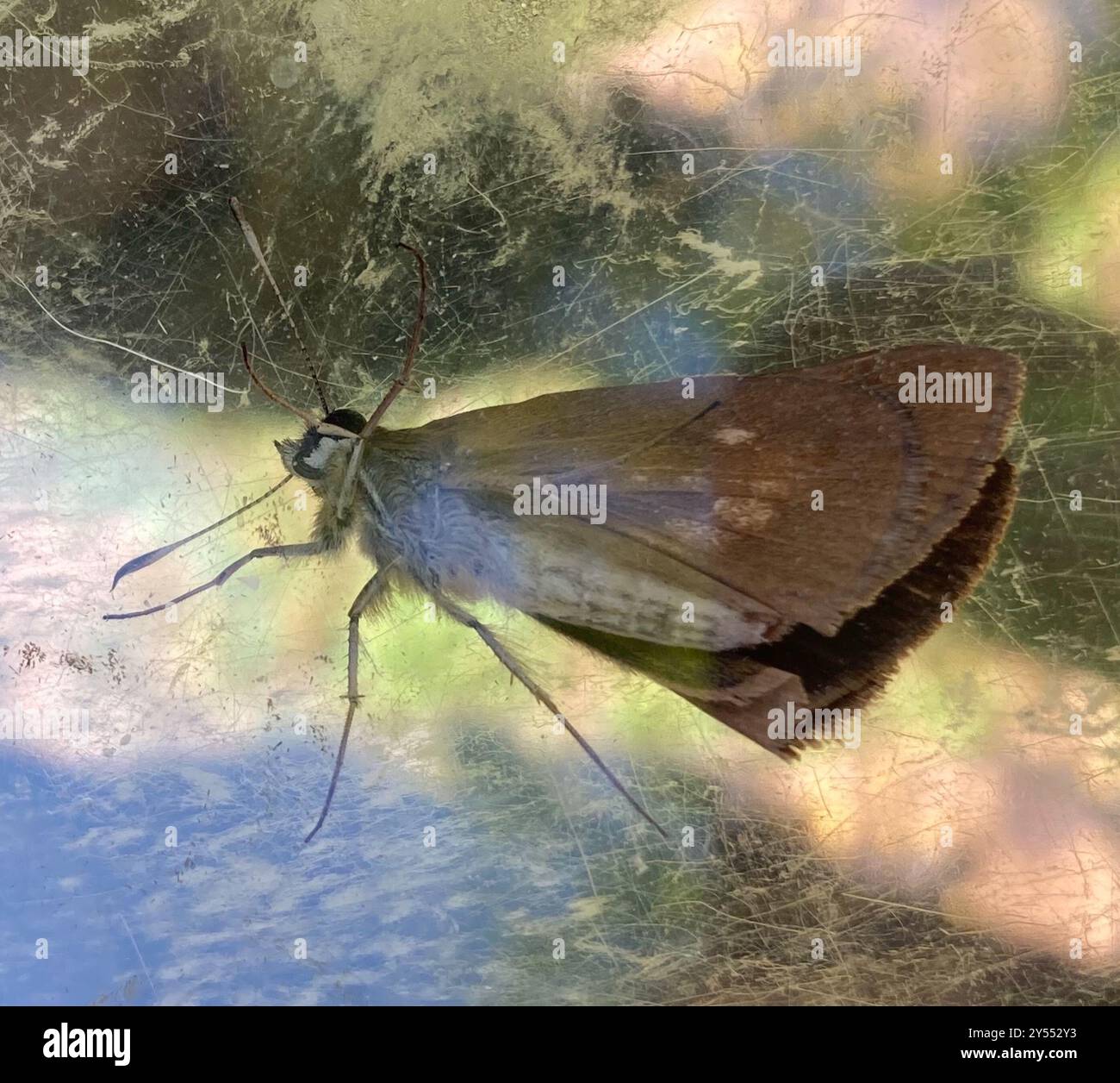 Broad-winged Skipper (Poanes viator) Insecta Stock Photo - Alamy