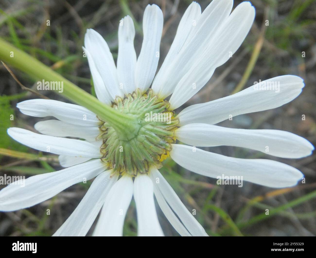 scentless mayweed (Tripleurospermum inodorum) Plantae Stock Photo - Alamy