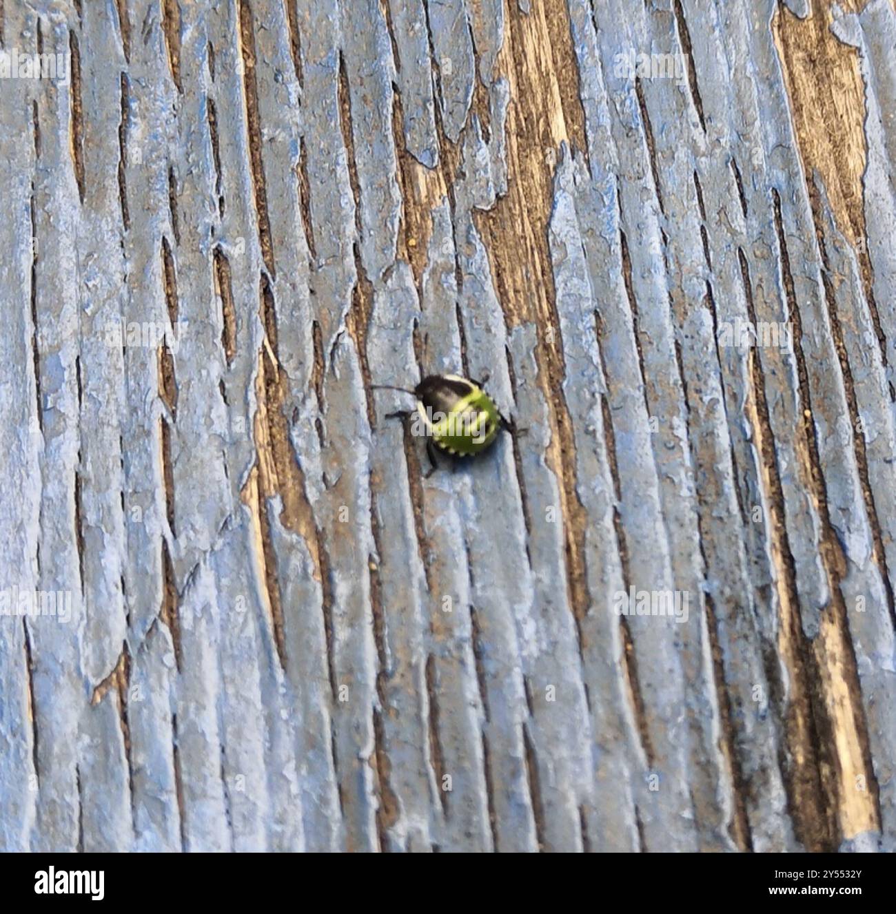 Stink Bugs, Shield Bugs, and Allies (Pentatomoidea) Insecta Stock Photo ...