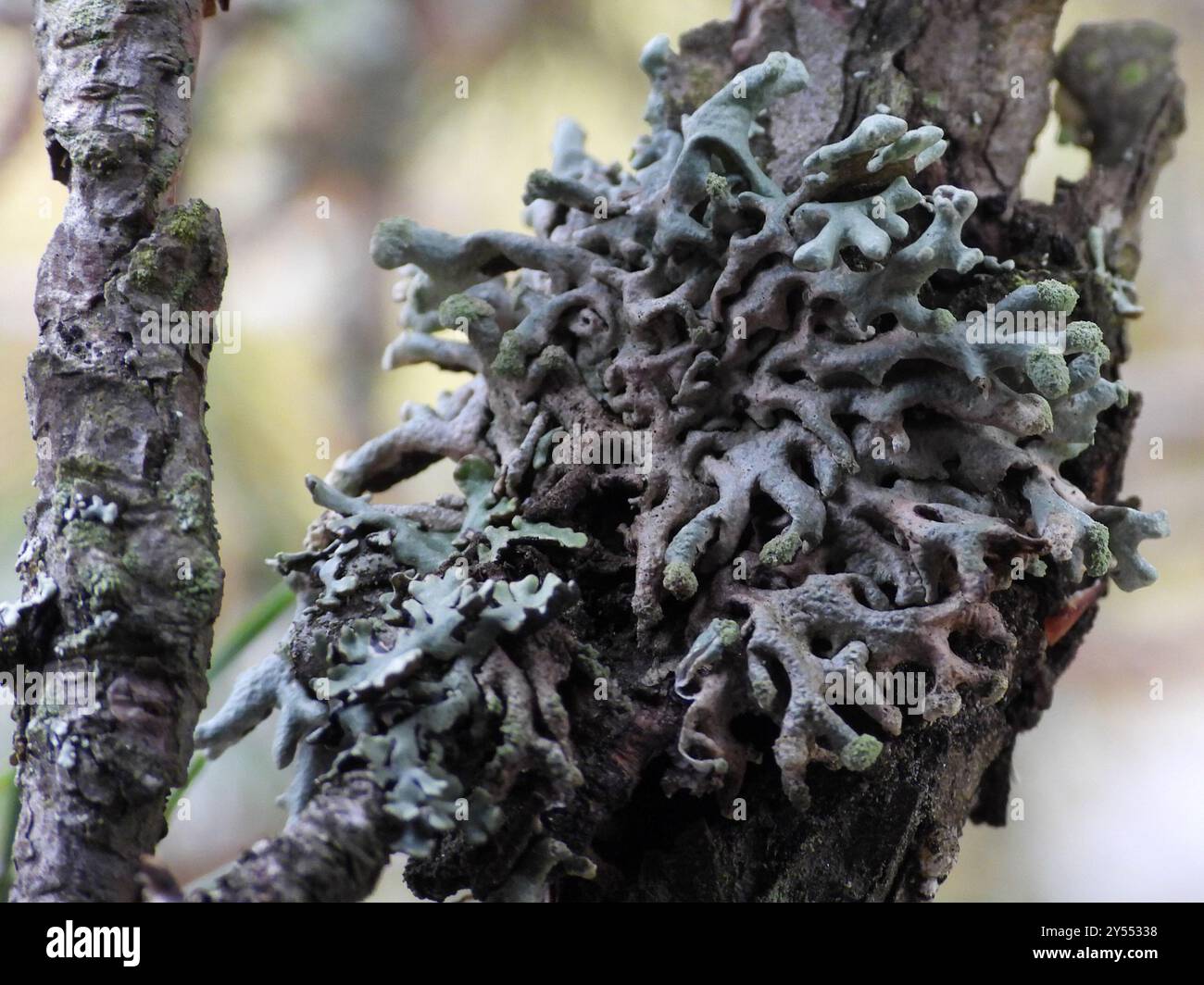 Powder-headed Tube Lichen (Hypogymnia tubulosa) Fungi Stock Photo - Alamy