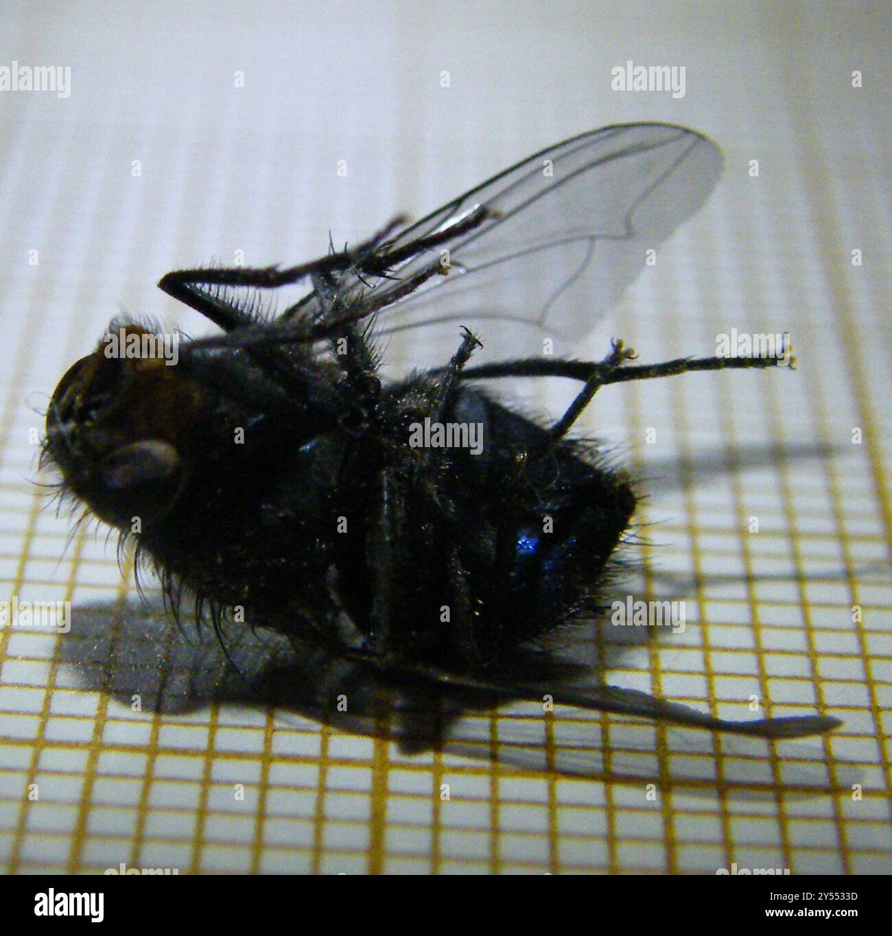 Blue Blowfly (Calliphora vicina) Insecta Stock Photo - Alamy