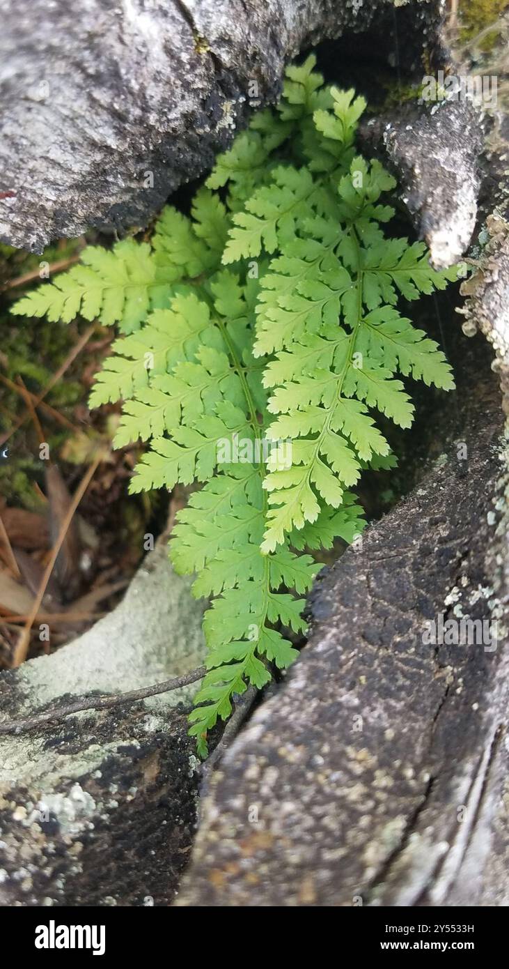wood ferns (Dryopteris) Plantae Stock Photo - Alamy