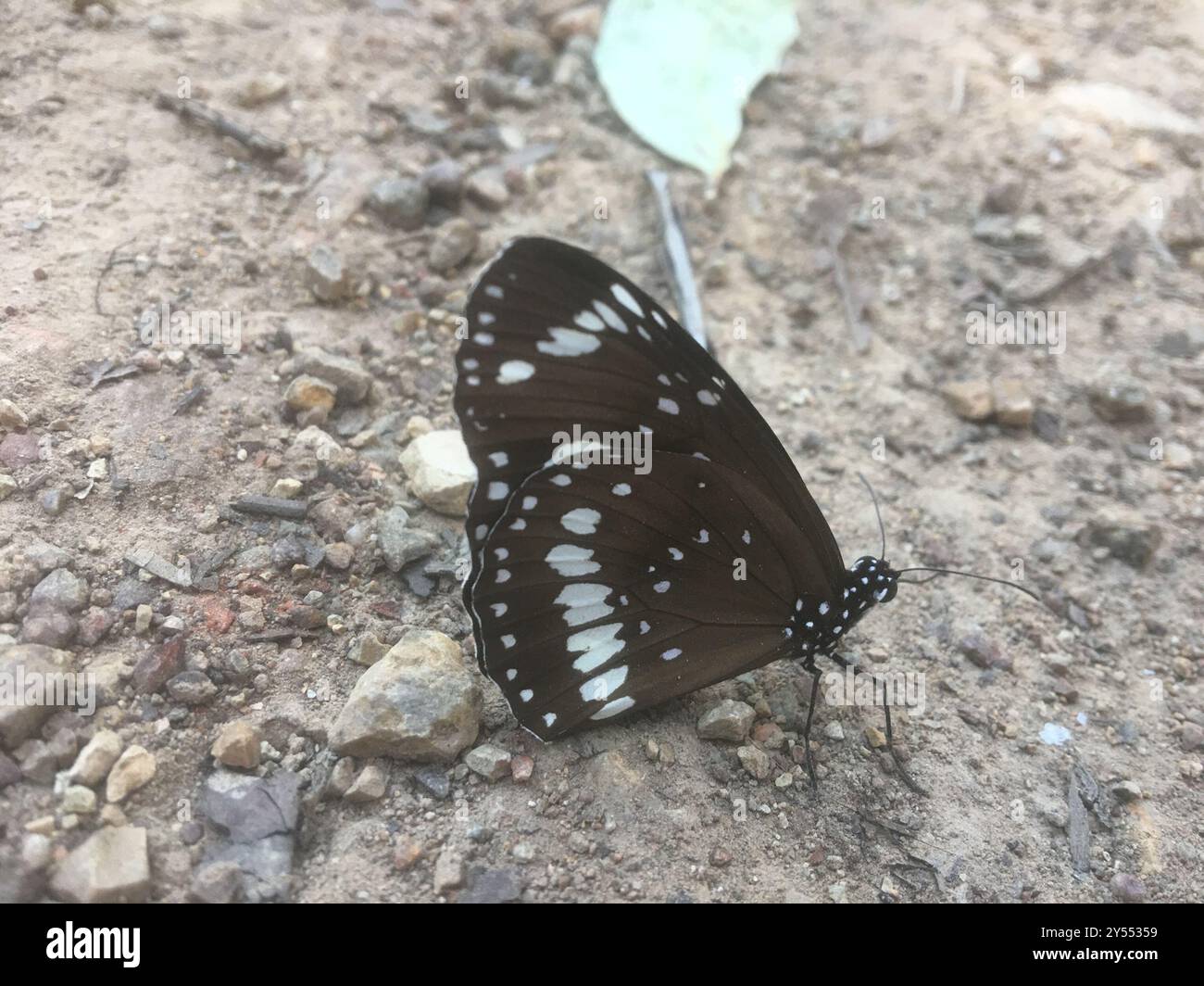 Common Crow Butterfly (Euploea core) Insecta Stock Photo - Alamy