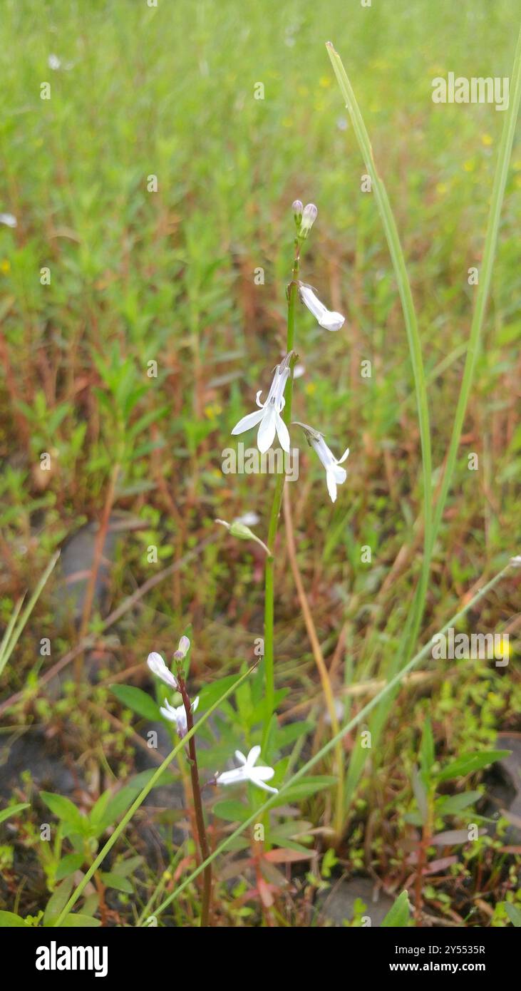 Water Lobelia (Lobelia dortmanna) Plantae Stock Photo - Alamy